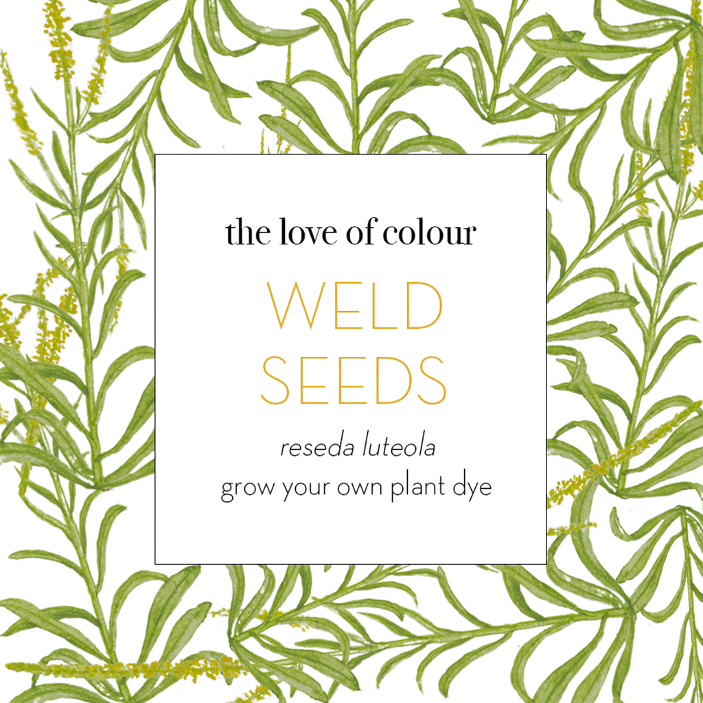 Weld Seeds - Reseda luteola – Julie Sinden Handmade & The Love of Colour